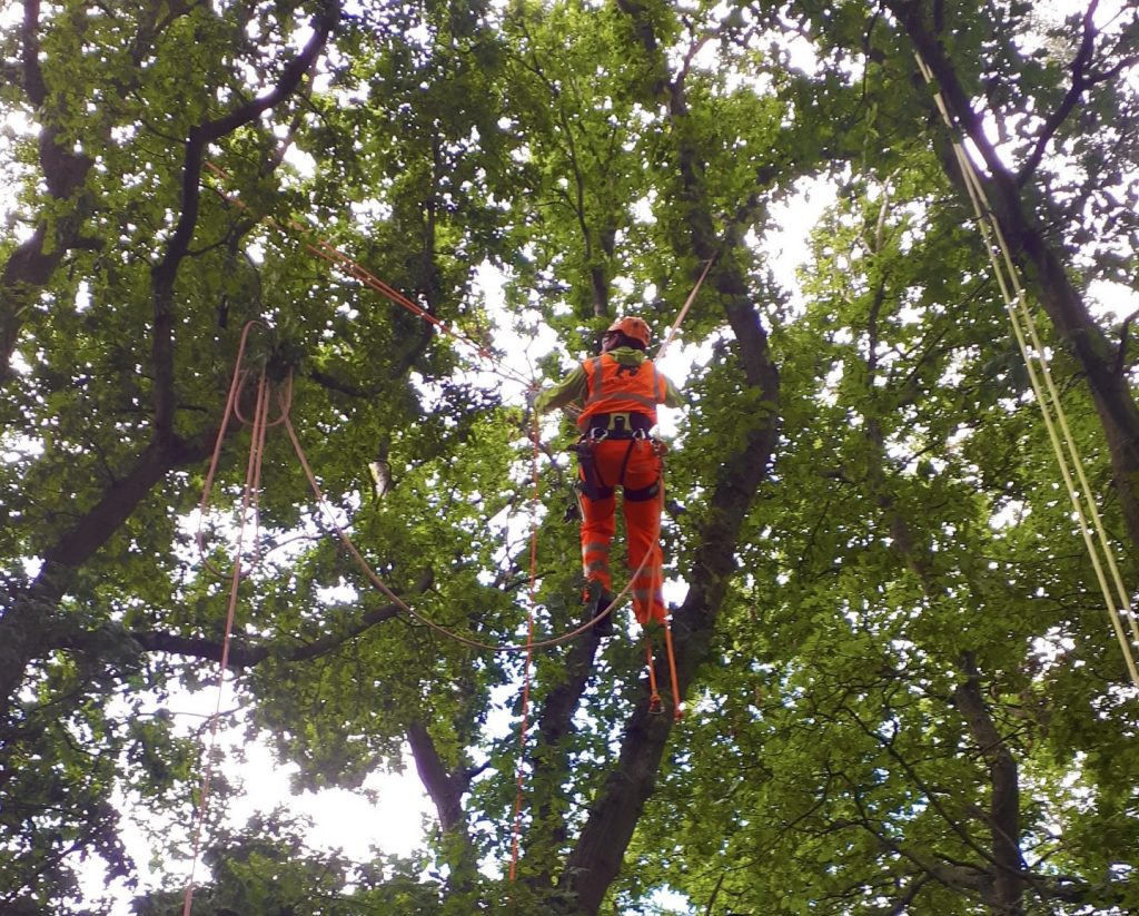Bat Survey – FALCO Ecology